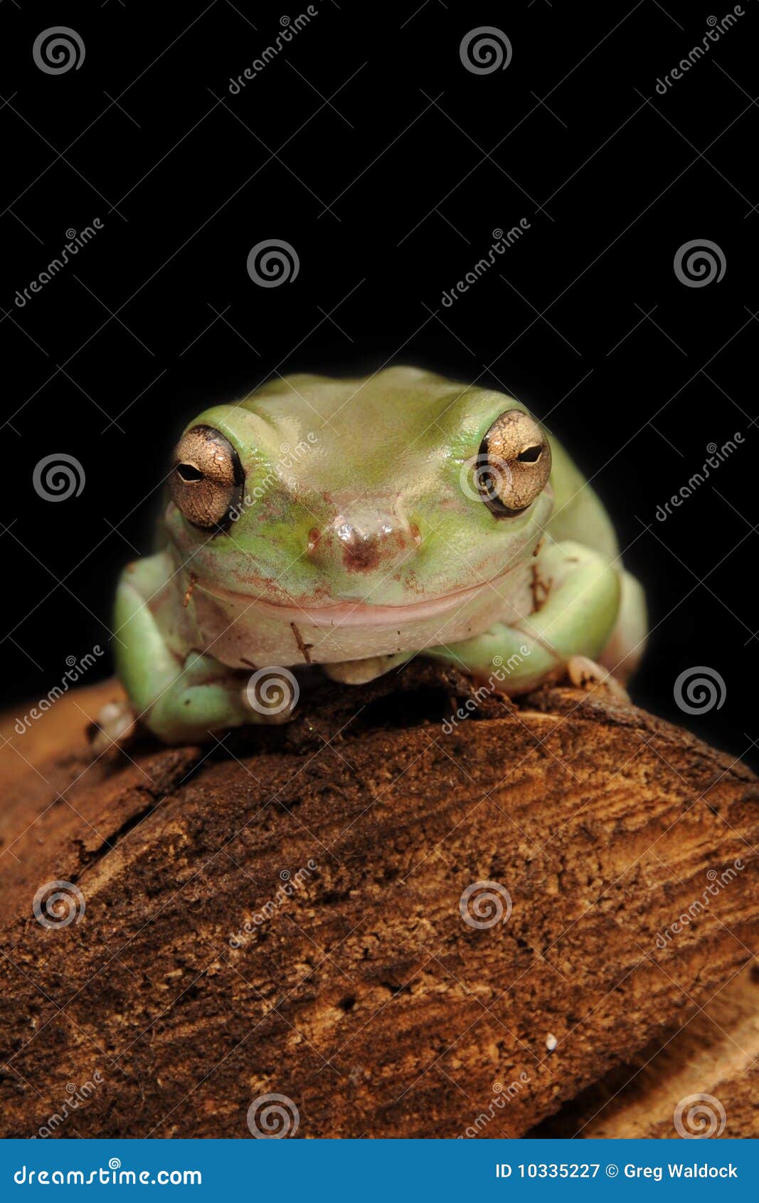 Whites Tree Frog stock image. Image of whites, pets, litoria - 10335227