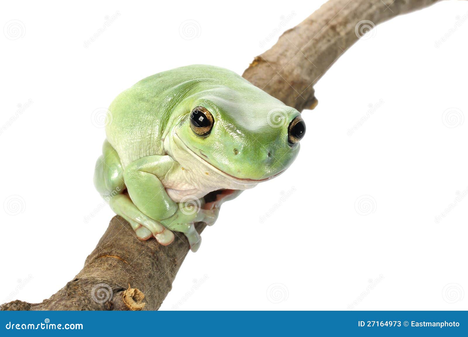 Whites Tree Frog stock image. Image of feet, pink, looking - 27164973