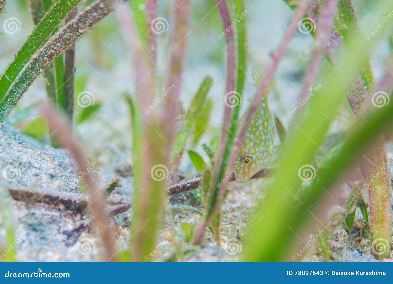 Whitespoted pygmy filefish stock image. Image of fish - 78097643