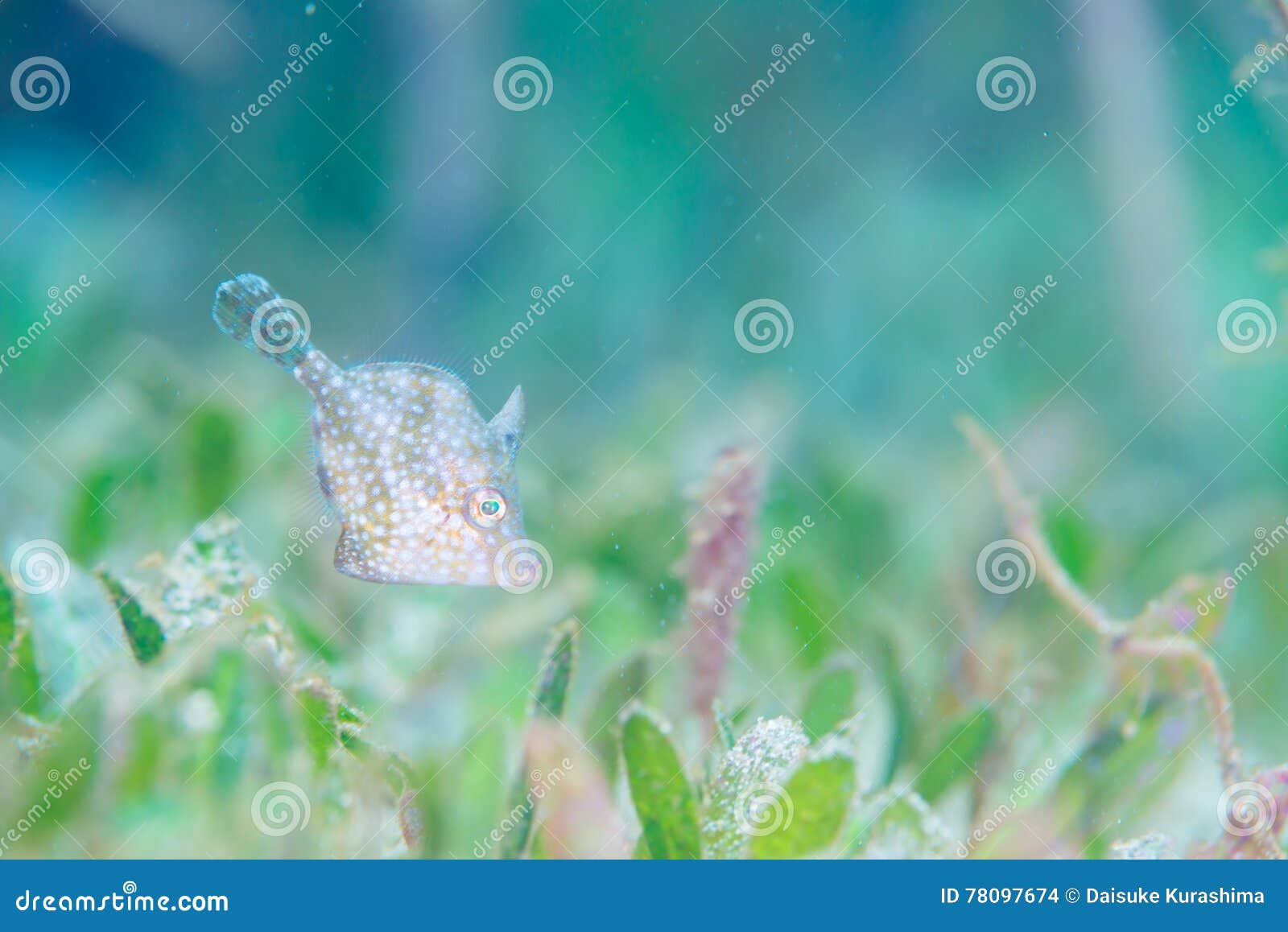 Whitespoted pygmy filefish stock photo. Image of green - 78097674