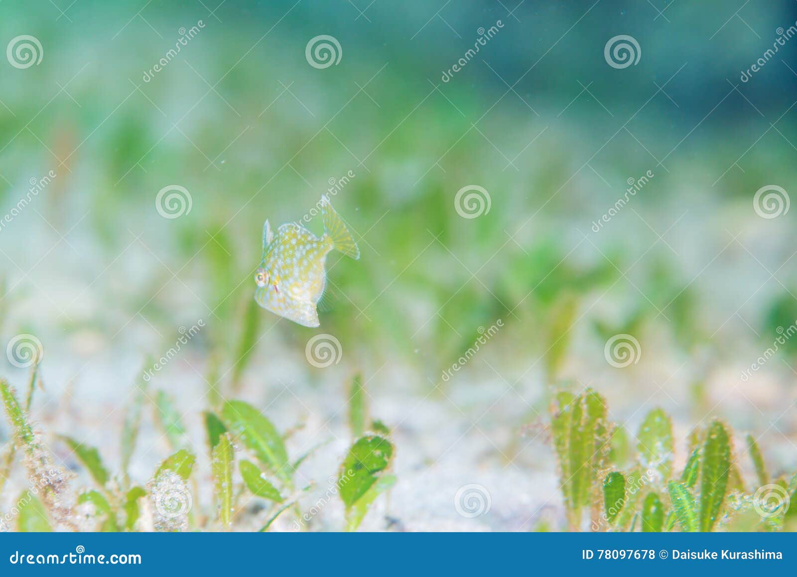 Whitespoted pygmy filefish stock photo. Image of juvenile - 78097678