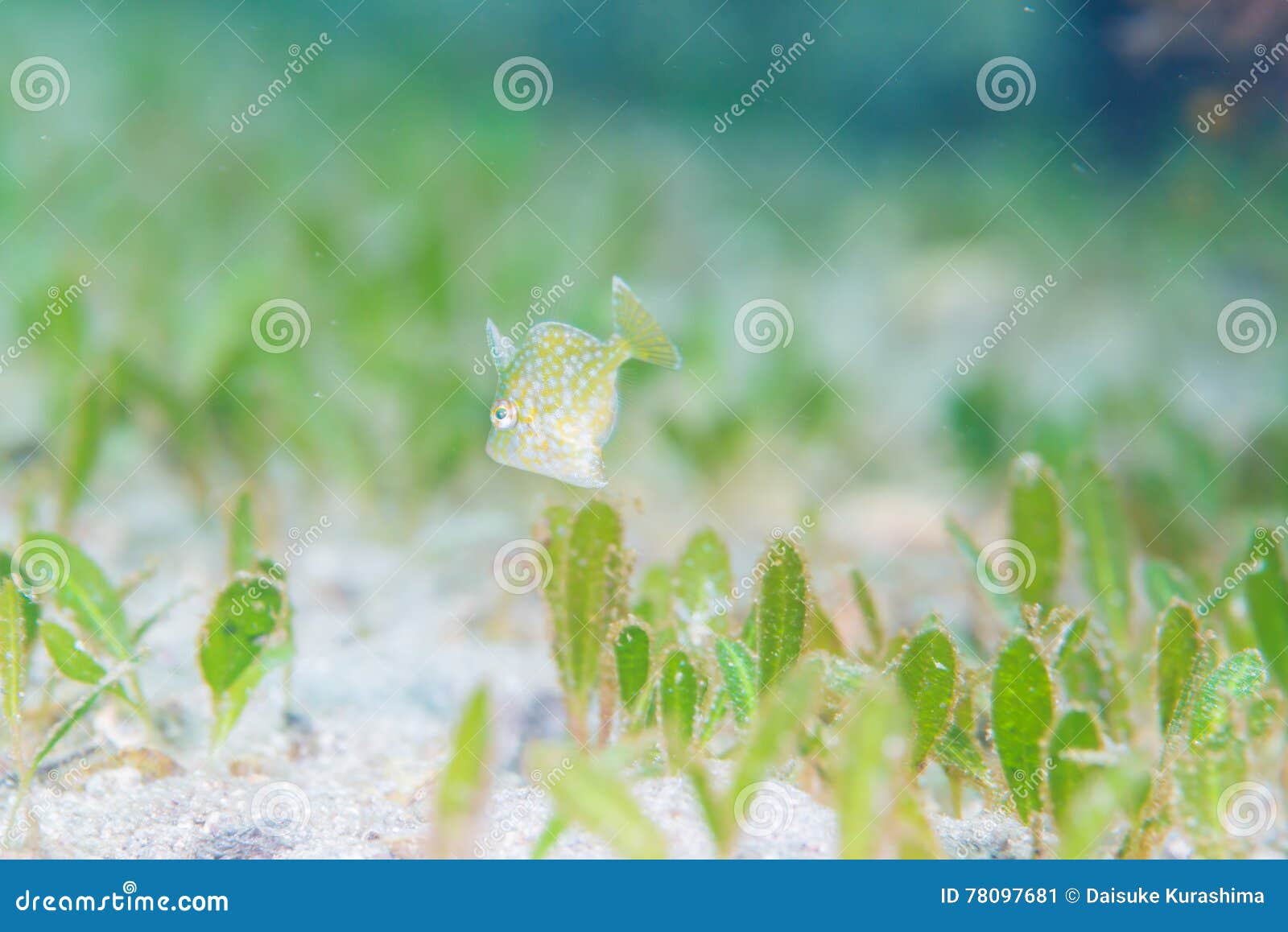 Whitespoted pygmy filefish stock image. Image of choirocephalus - 78097681