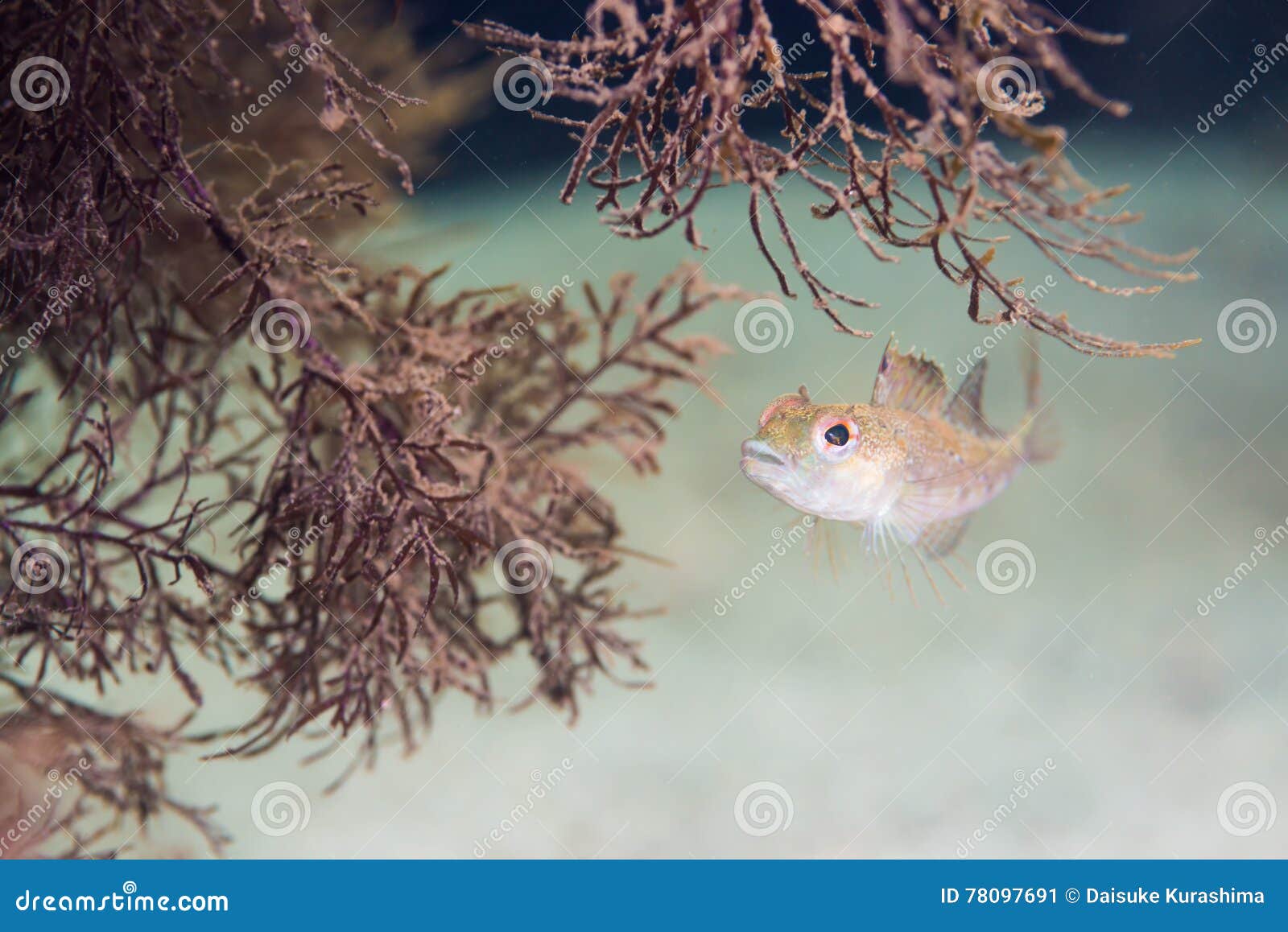 Whitespoted pygmy filefish stock image. Image of pacific - 78097691