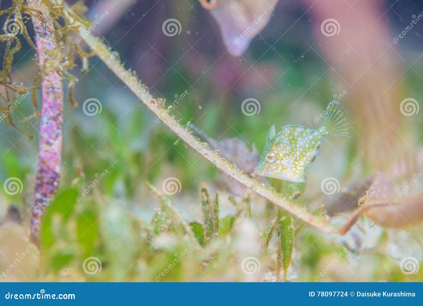 Whitespoted pygmy filefish stock photo. Image of juvenile - 78097724