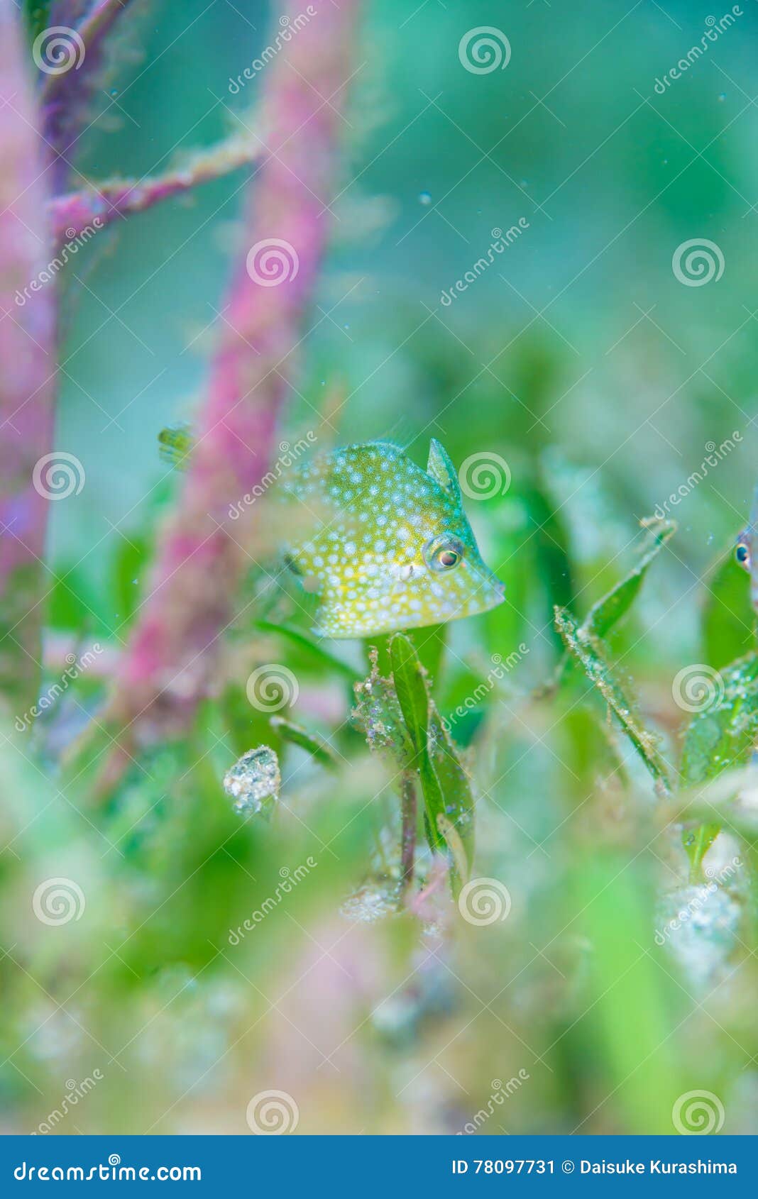 Whitespoted pygmy filefish stock image. Image of line - 78097731