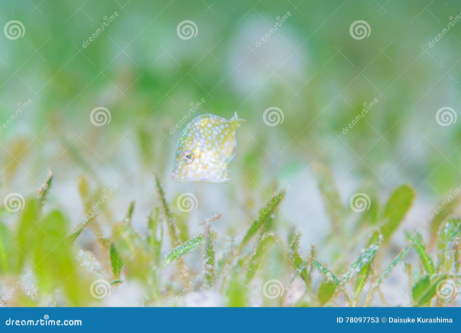 Whitespoted pygmy filefish stock image. Image of caribbean - 78097753