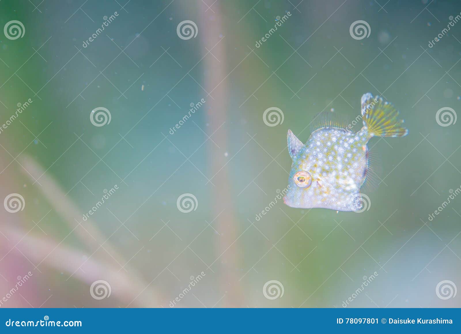 Whitespoted pygmy filefish stock image. Image of corals - 78097801