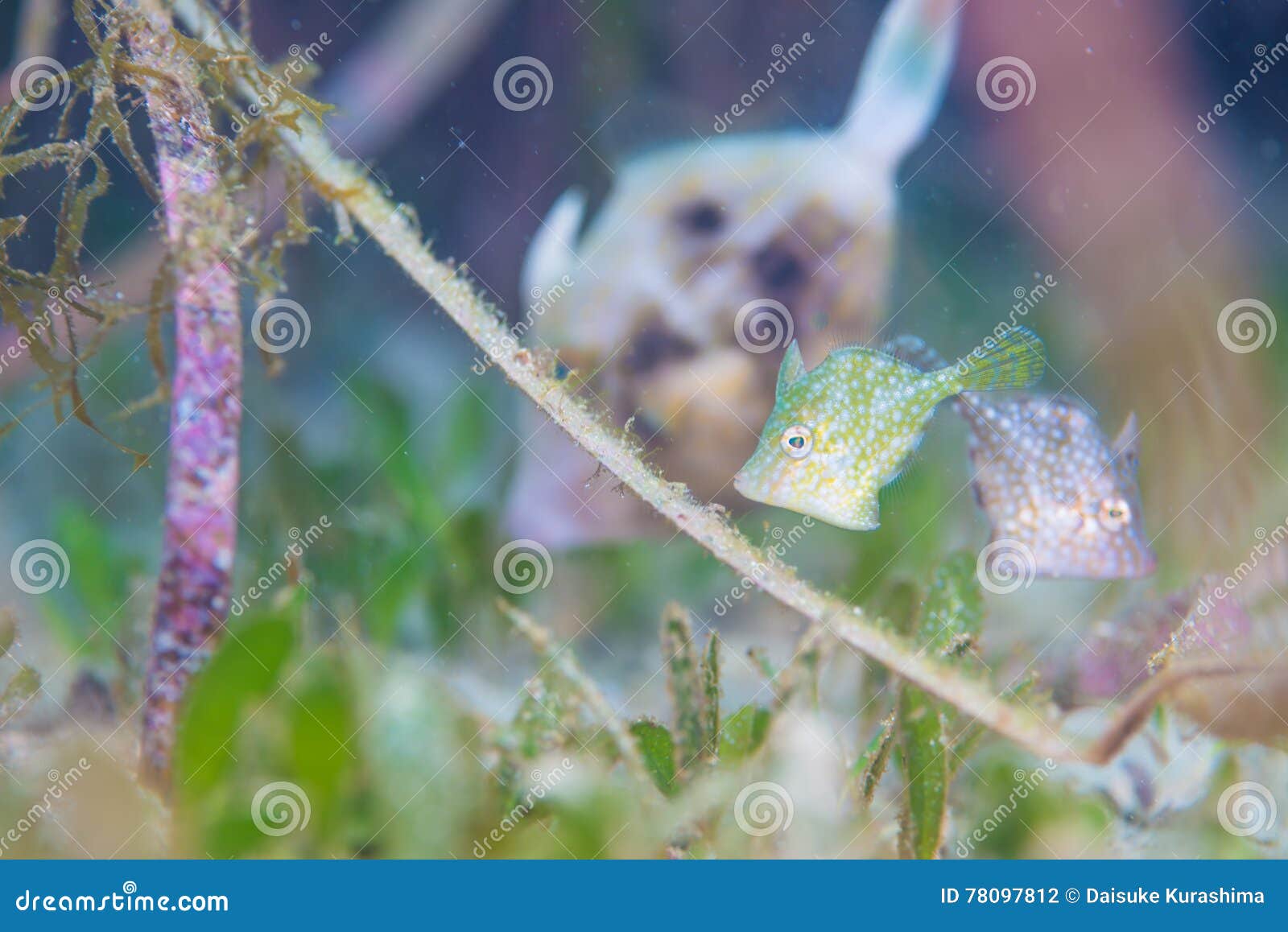 Whitespoted pygmy filefish stock photo. Image of corals - 78097812