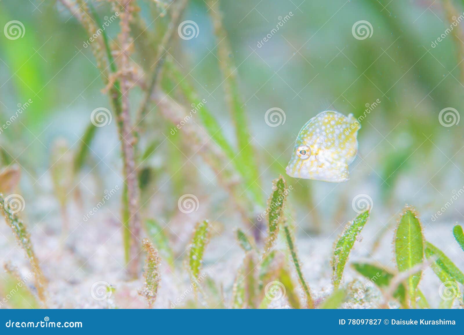 Whitespoted pygmy filefish stock image. Image of portrait - 78097827