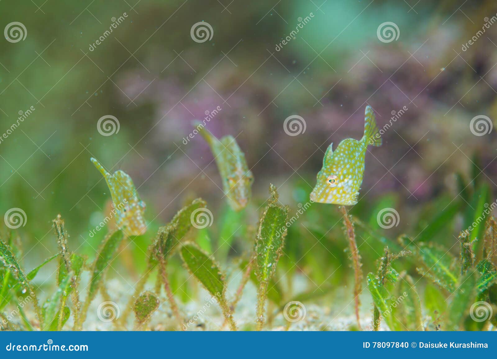 Whitespoted pygmy filefish stock photo. Image of ocean - 78097840