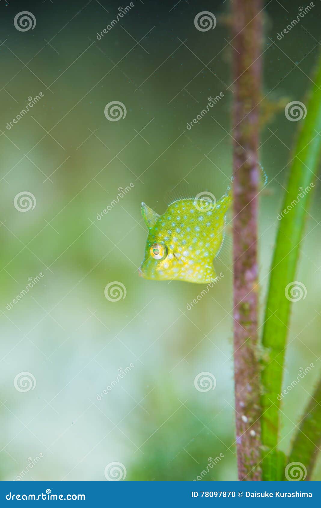 Whitespoted pygmy filefish stock photo. Image of ocean - 78097870