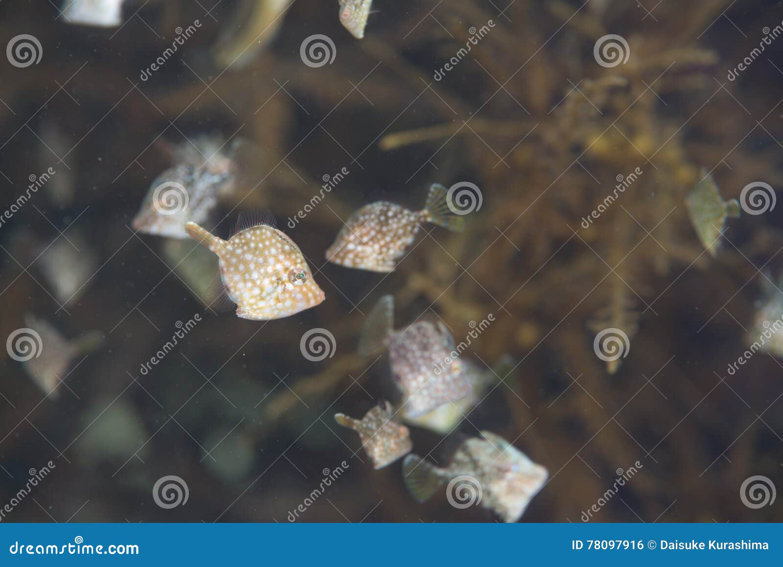 Whitespoted pygmy filefish stock photo. Image of sand - 78097916