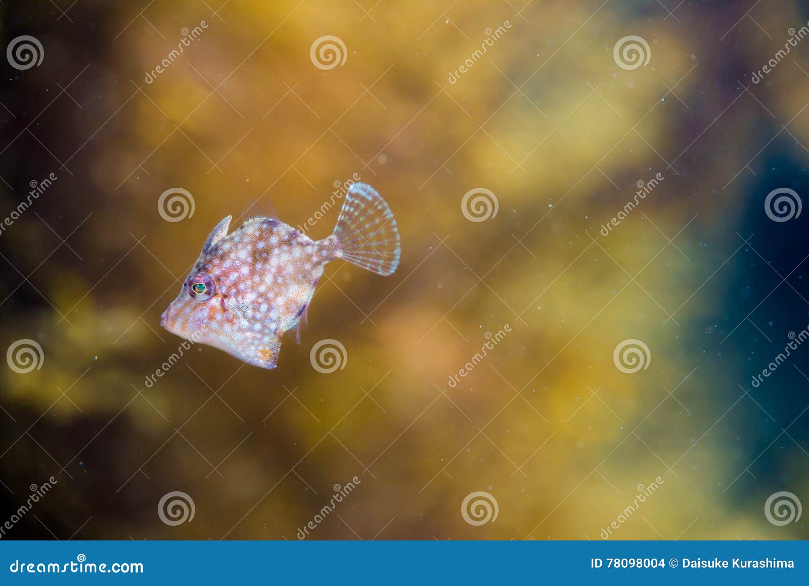 Whitespoted pygmy filefish stock photo. Image of blue - 78098004