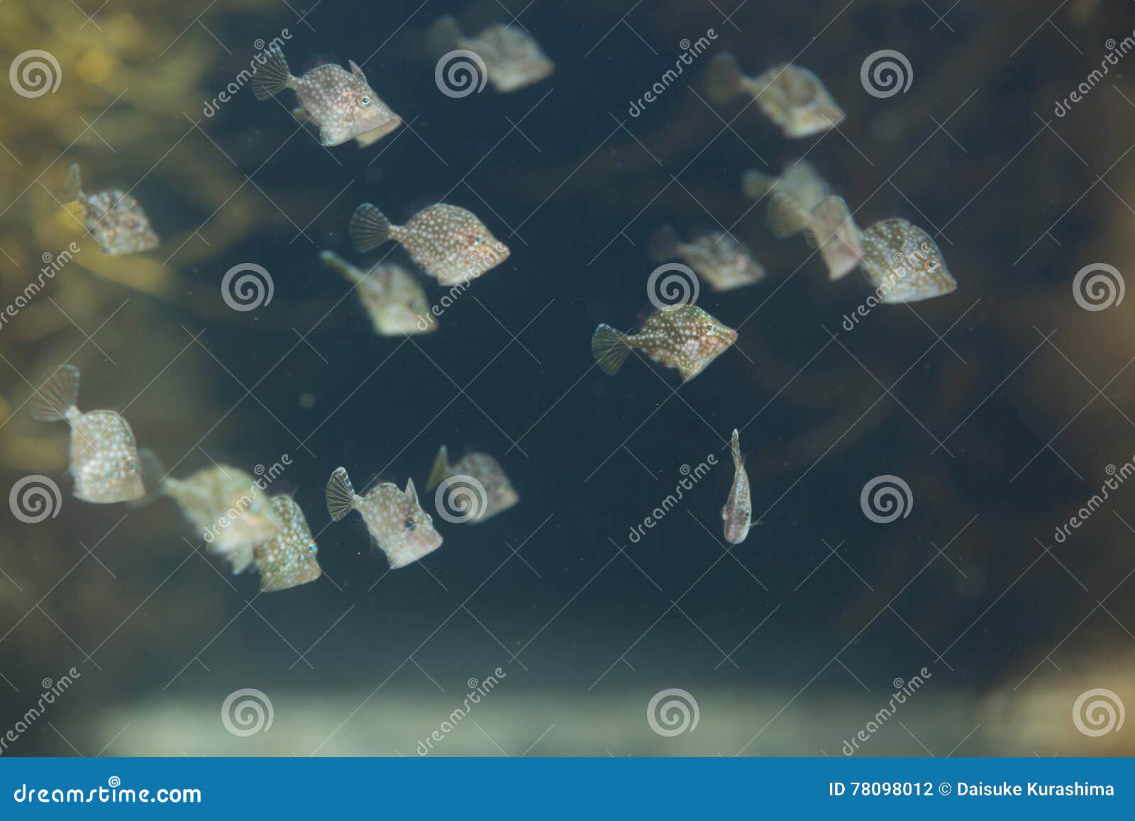 Whitespoted pygmy filefish stock photo. Image of juvenile - 78098012