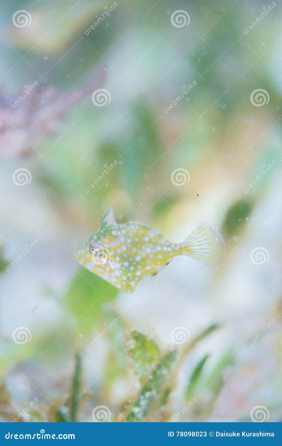 Whitespoted pygmy filefish stock image. Image of beach - 78098023