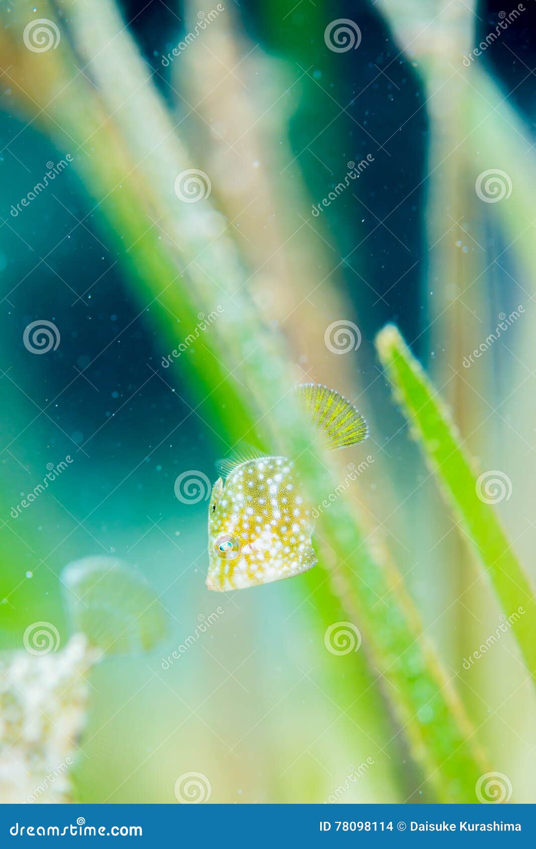 Whitespoted pygmy filefish stock photo. Image of beach - 78098114