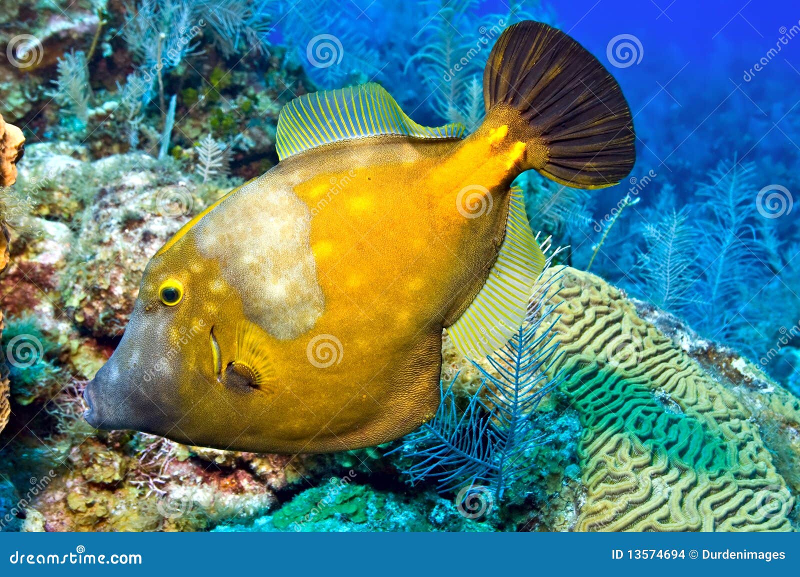 Whitespotted filefish stock photo. Image of yellow, filefish - 13574694