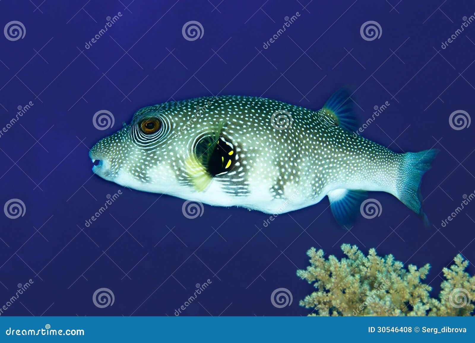 Whitespotted Puffer Fish Or Tetraodontidae In Coral Reef Of Red Sea ...