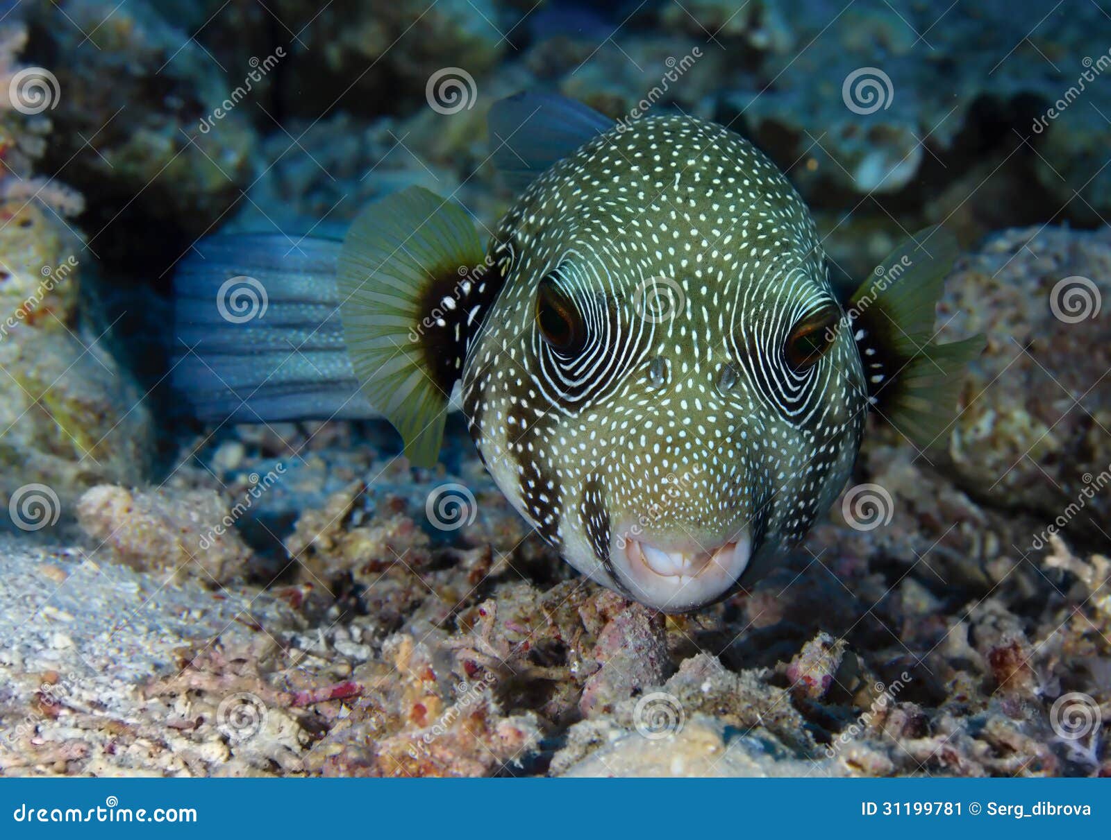 Whitespotted Puffer Fish Or Tetraodontidae In Coral Reef Of Red Sea ...