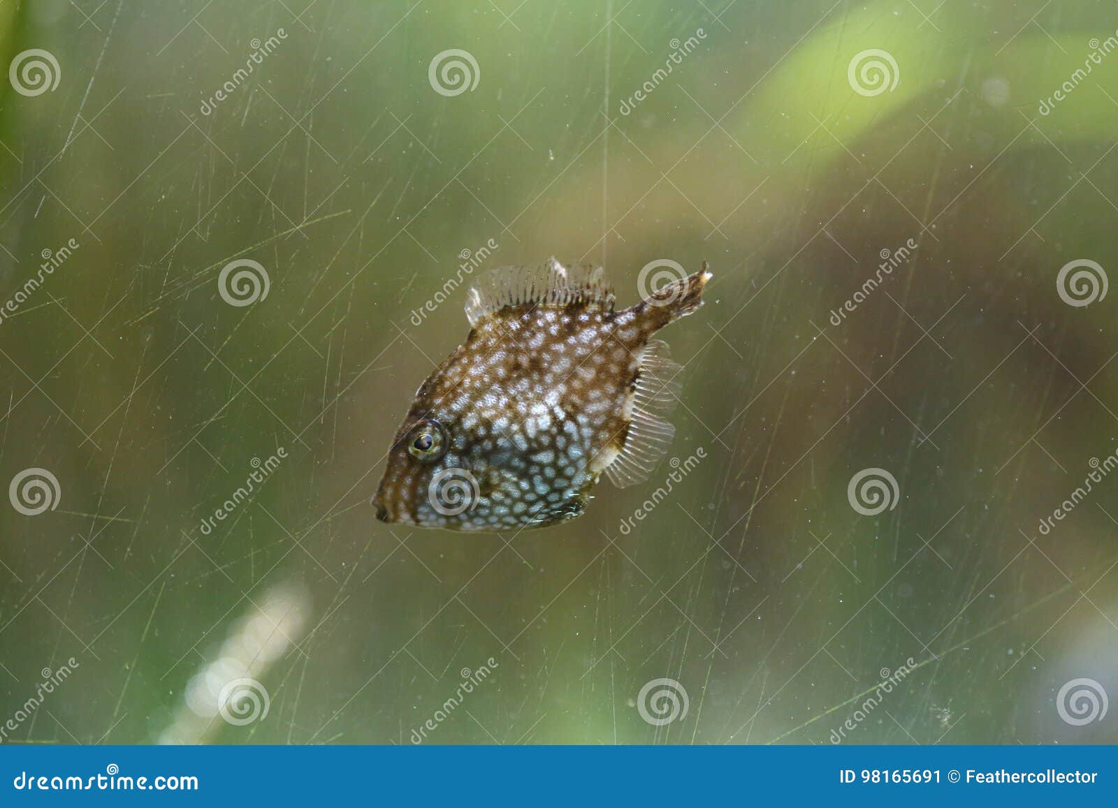 Whitespotted Pygmy Filefish Stock Image - Image of pygmy, widlife: 98165691