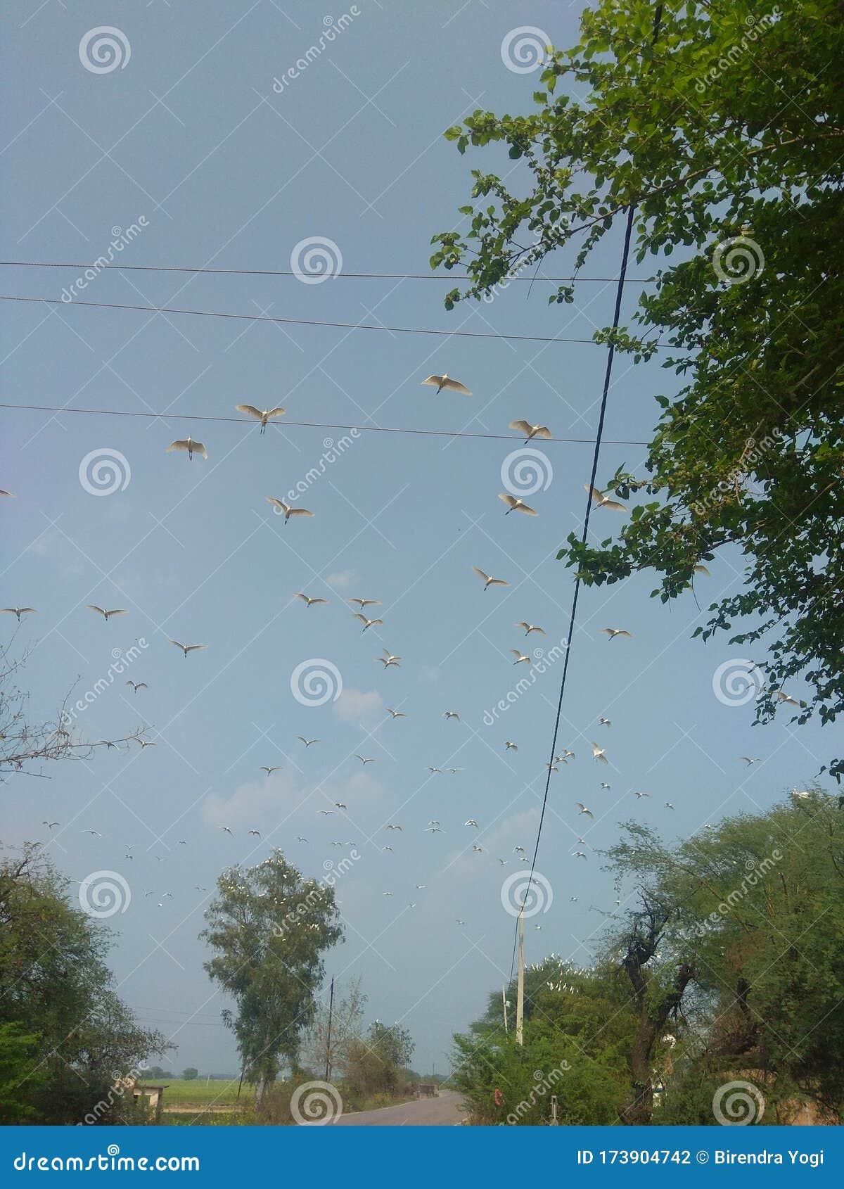 Whitestone nature stock photo. Image of whitestone, tree - 173904742