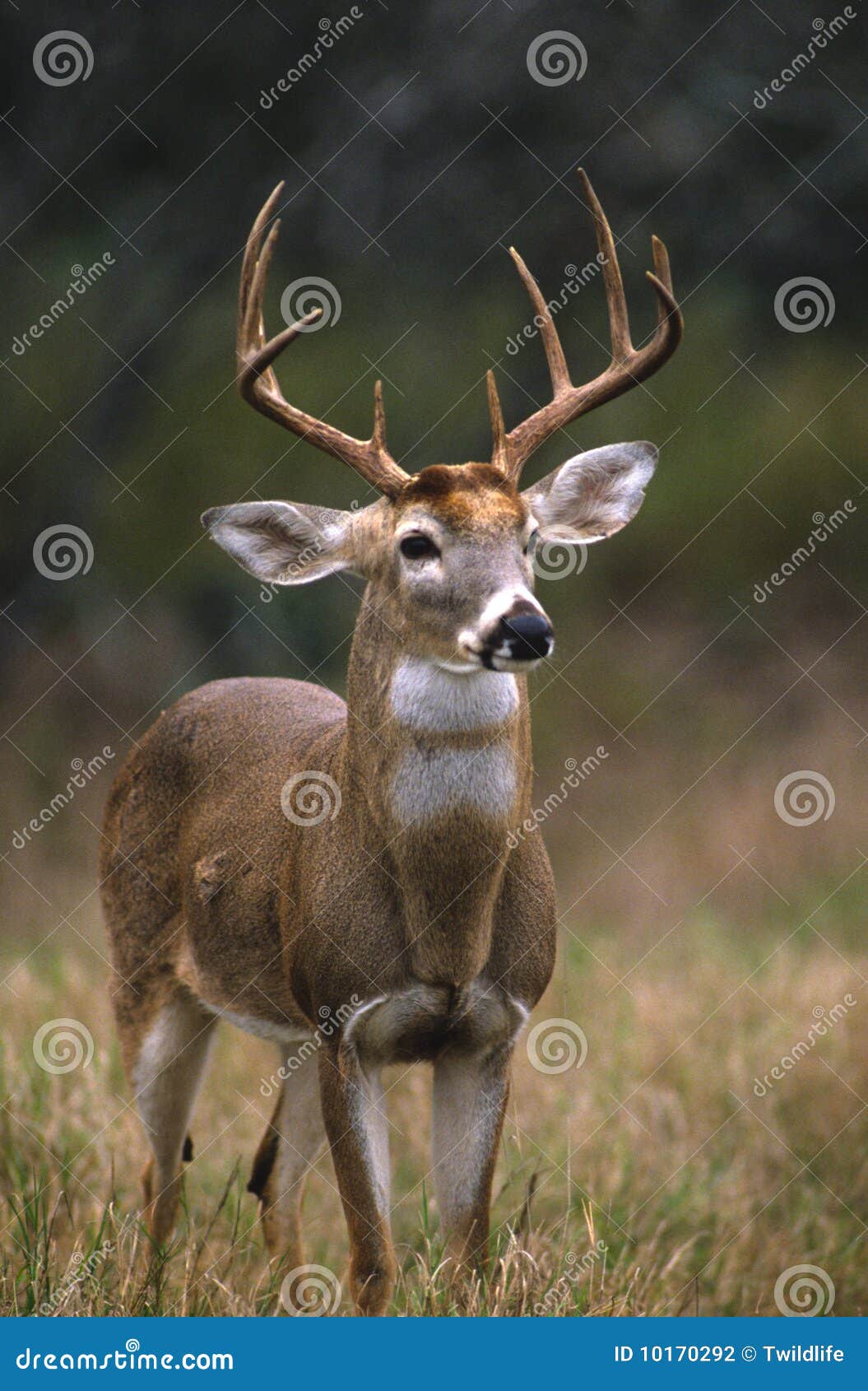 Whitetail Buck stock photo. Image of nature, hunting - 10170292