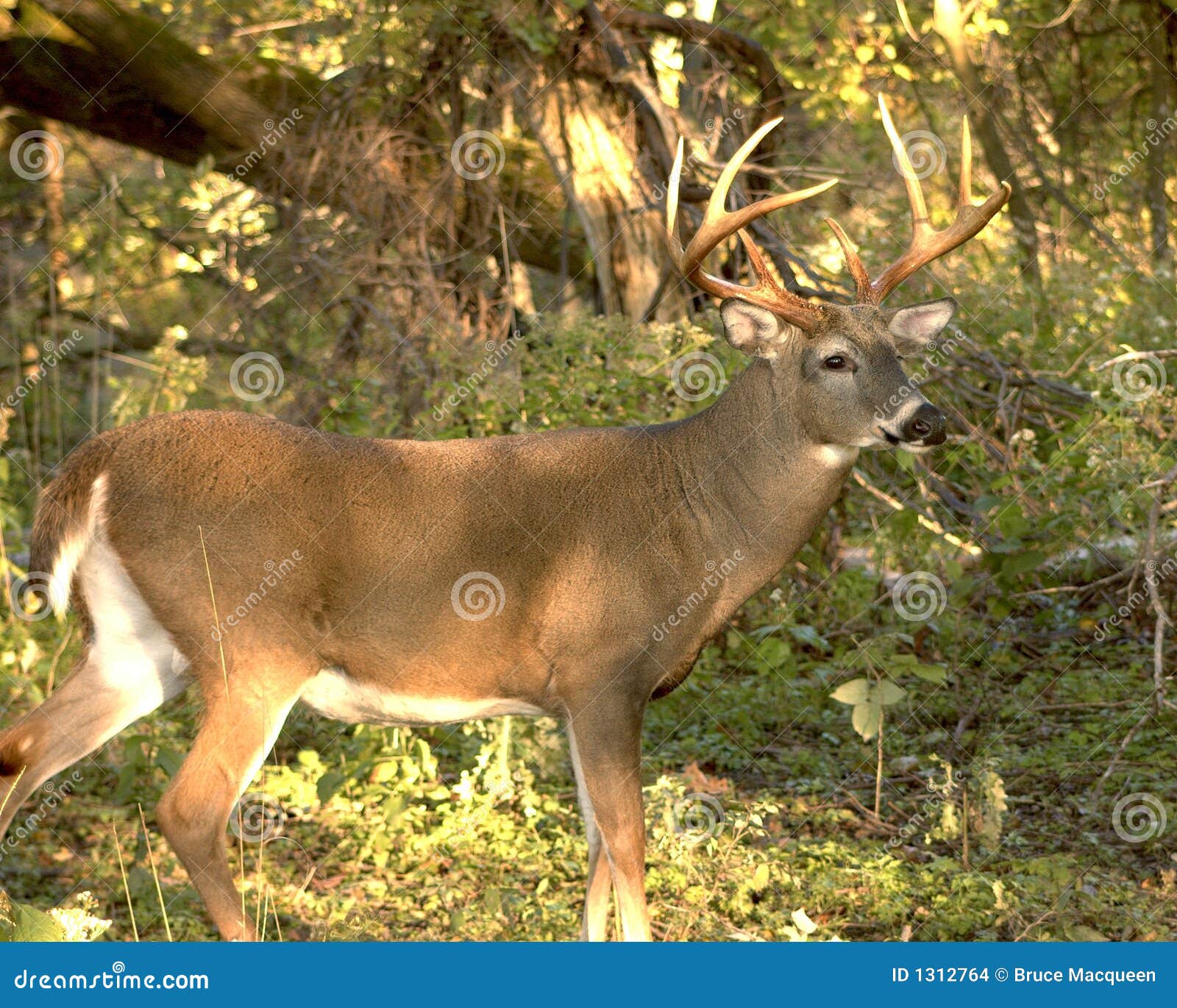 Whitetail Buck stock photo. Image of buck, nature, mammal - 1312764