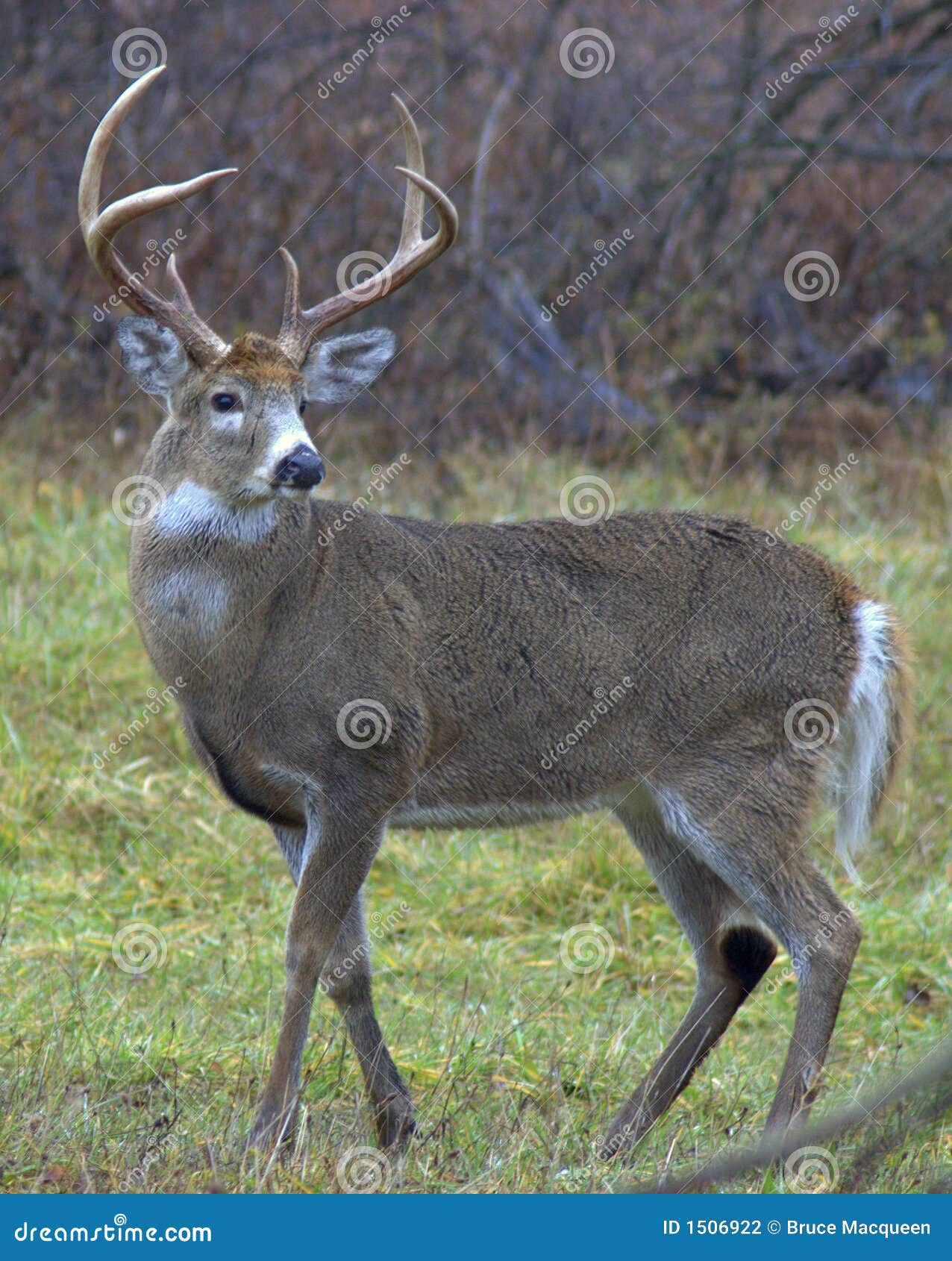 Whitetail Buck stock photo. Image of nature, stag, buck - 1506922