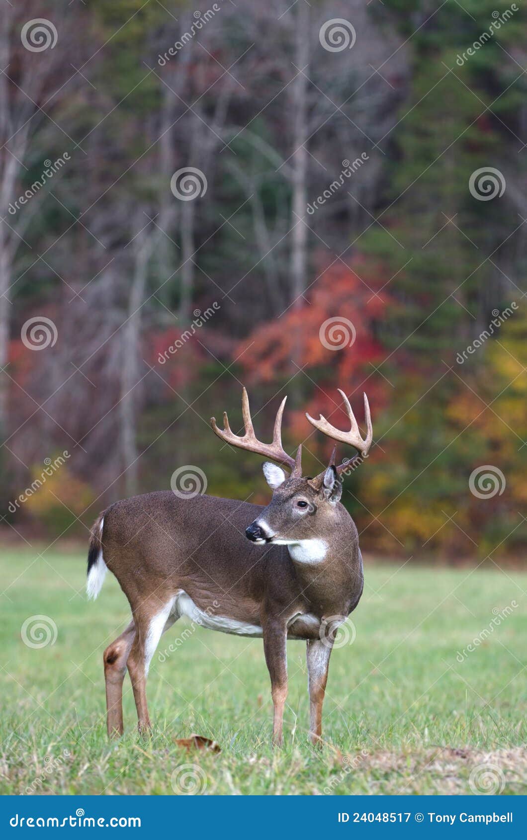 Whitetail buck stock image. Image of ungulate, deer, meadow - 24048517