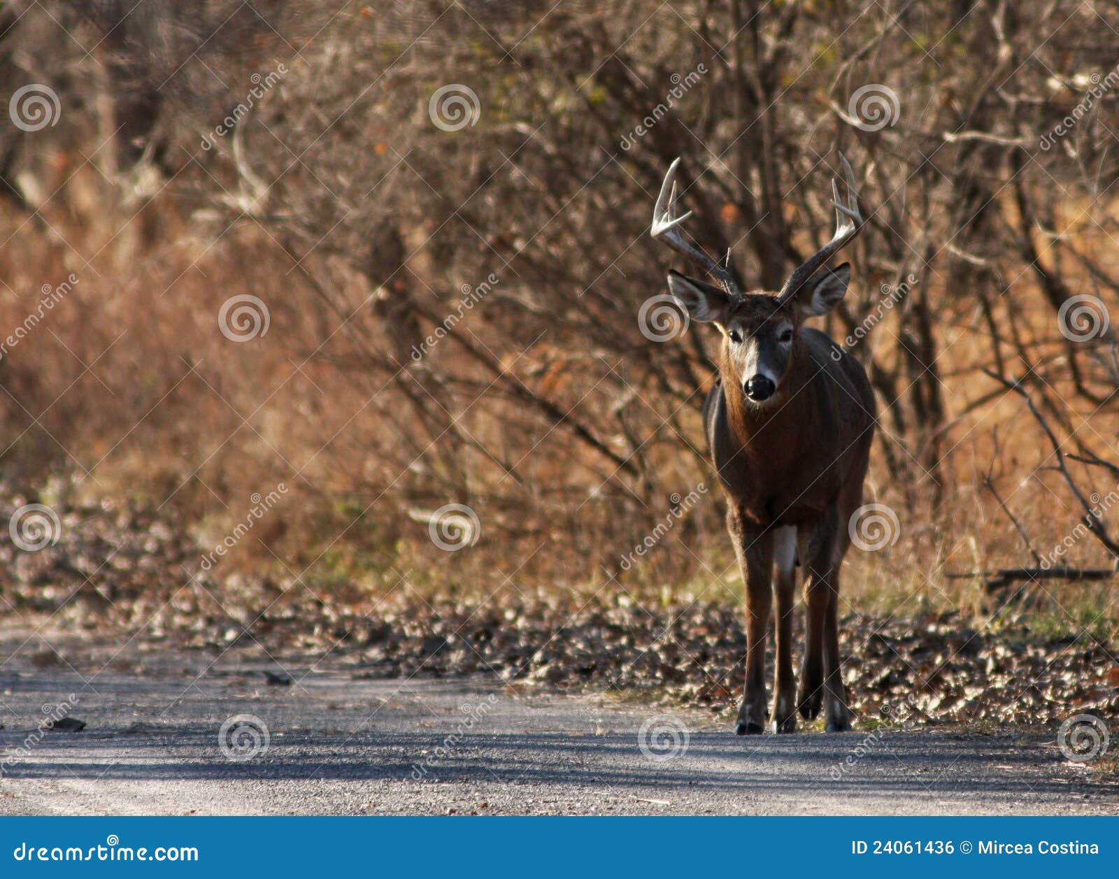 Whitetail buck stock photo. Image of trophy, stag, bambi - 24061436