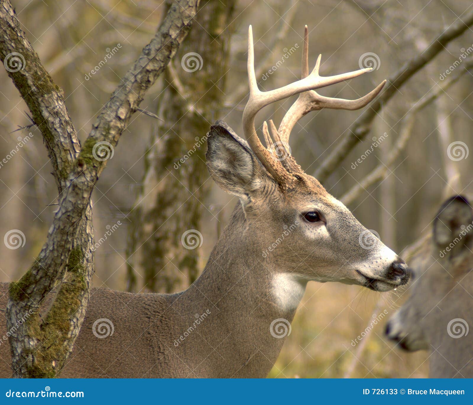 Whitetail Buck stock image. Image of forests, antlers, thickets - 726133