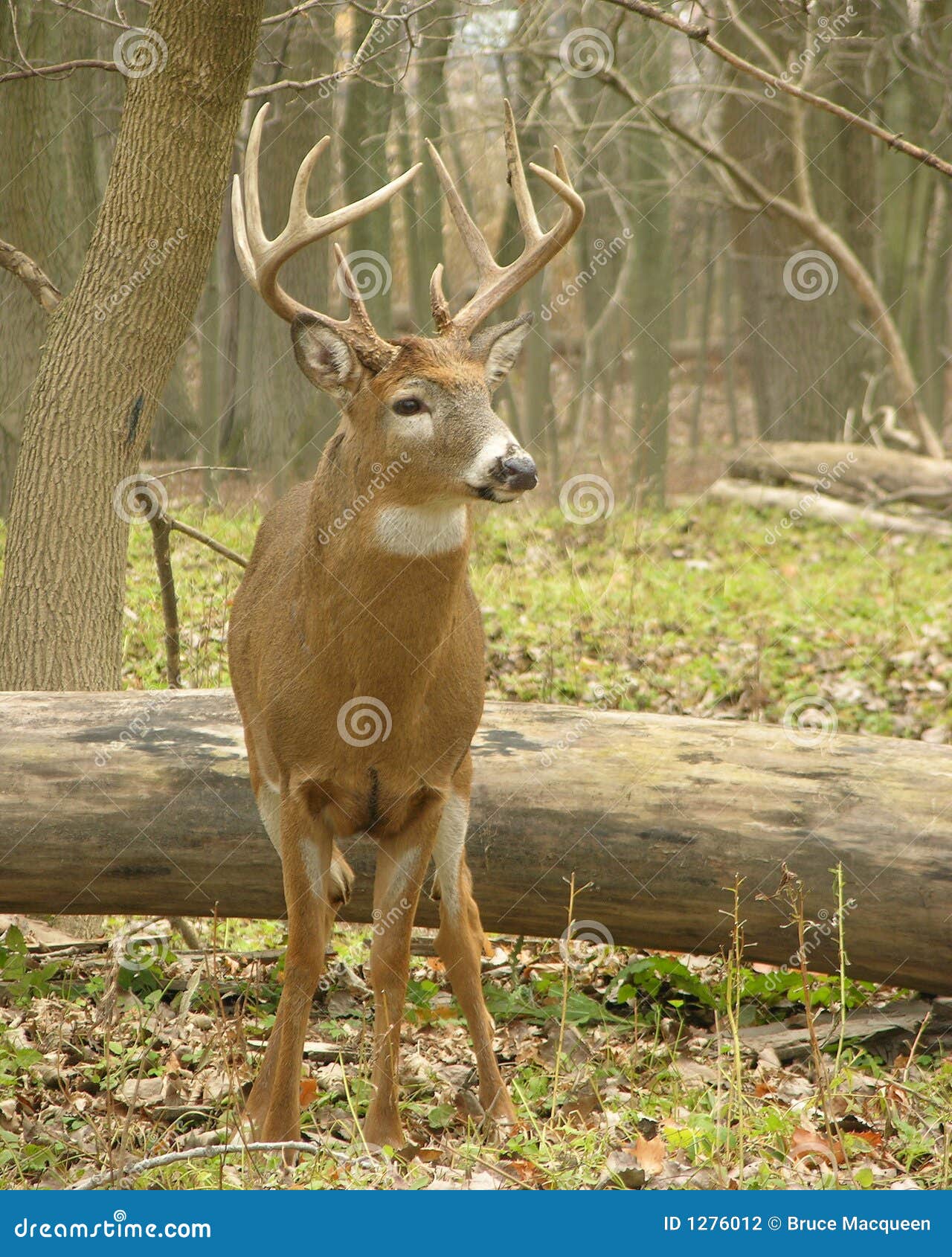 Whitetail Buck 9 stock photo. Image of stag, mammal, wildlife - 1276012