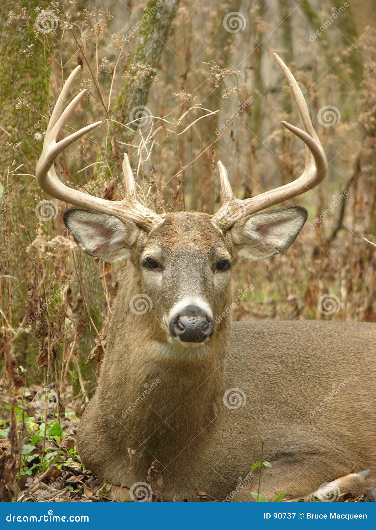 Whitetail Buck Royalty Free Stock Photography - Image: 90737