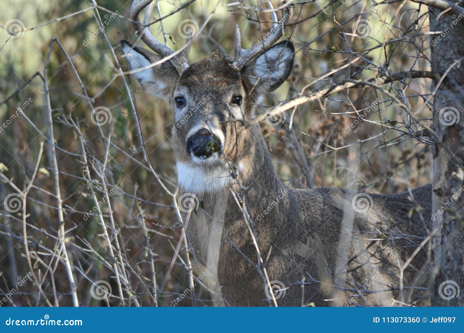 Whitetail Buck Behind Branches Foto de archivo - Imagen de sombreado ...