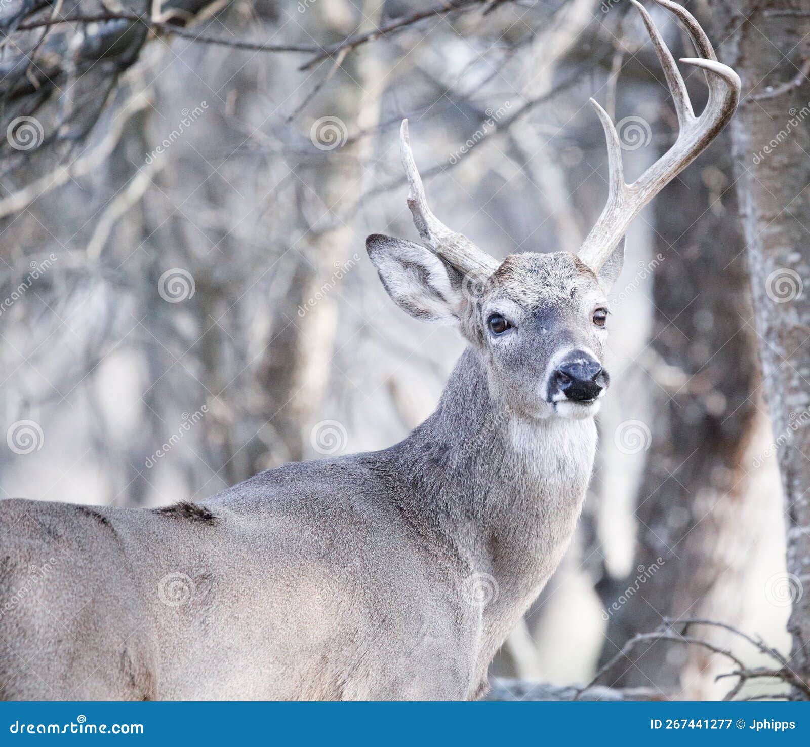 Whitetail Buck with Broken Antler Stock Image - Image of narure, winter ...