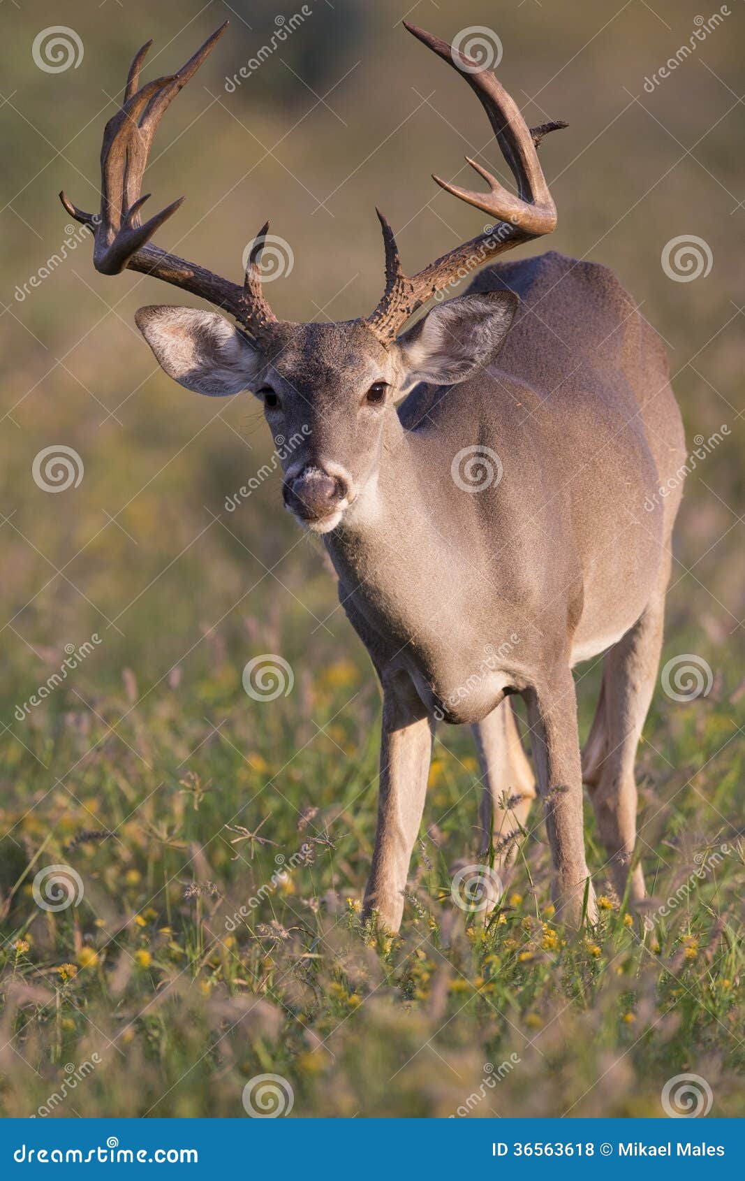 Whitetail Buck Browsing in Field Stock Photo - Image of crockett ...