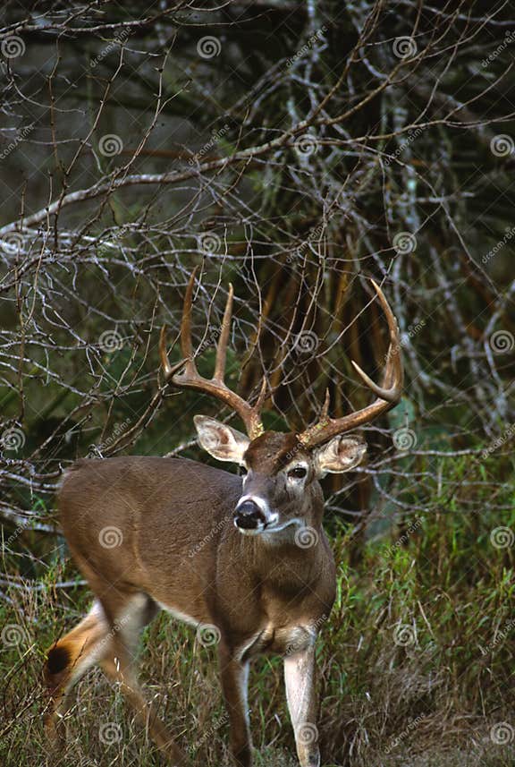 Whitetail Buck in Brush stock photo. Image of hunting - 16911044