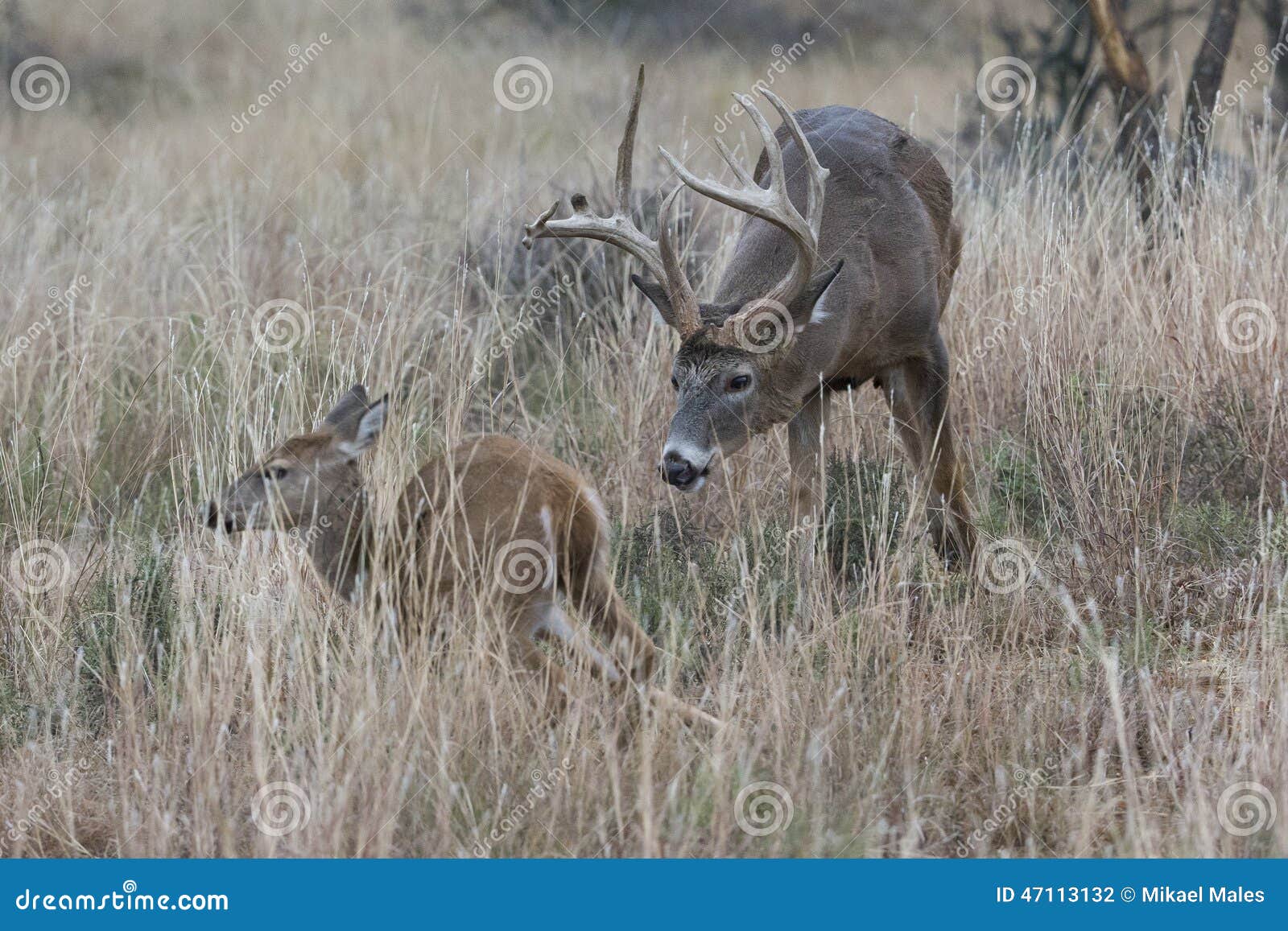Whitetail Buck Chasing doe stock photo. Image of massive - 47113132