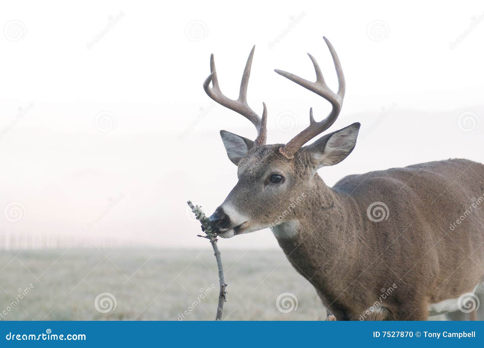 Whitetail Buck Chewing on a Stick Stock Photo - Image of feed, wildlife ...