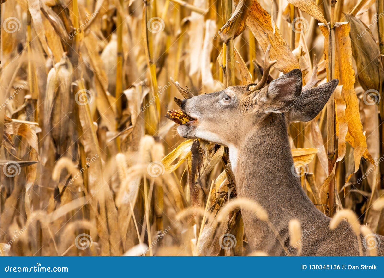 Whitetail Buck in Cornfield Stock Photo - Image of prey, buck: 130345136
