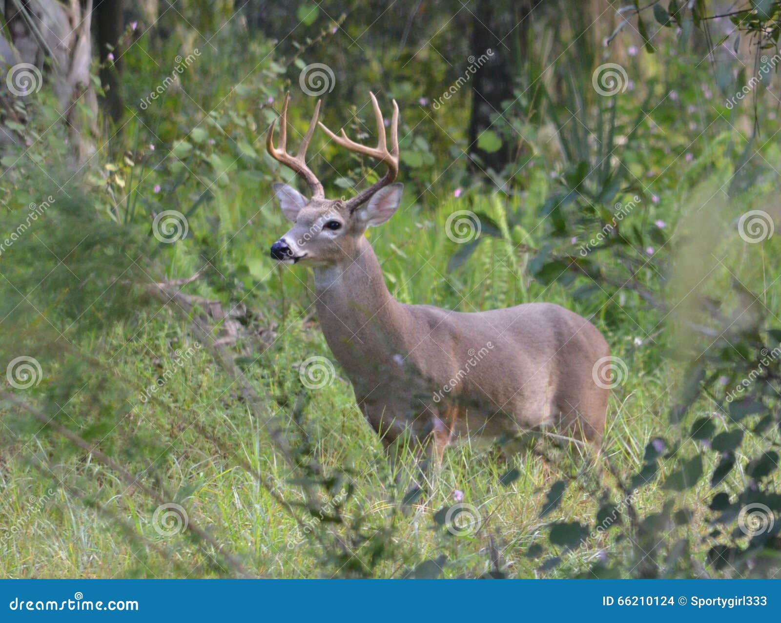 Whitetail Buck Deer 7 Point Stock Photo - Image of tail, whitetail ...