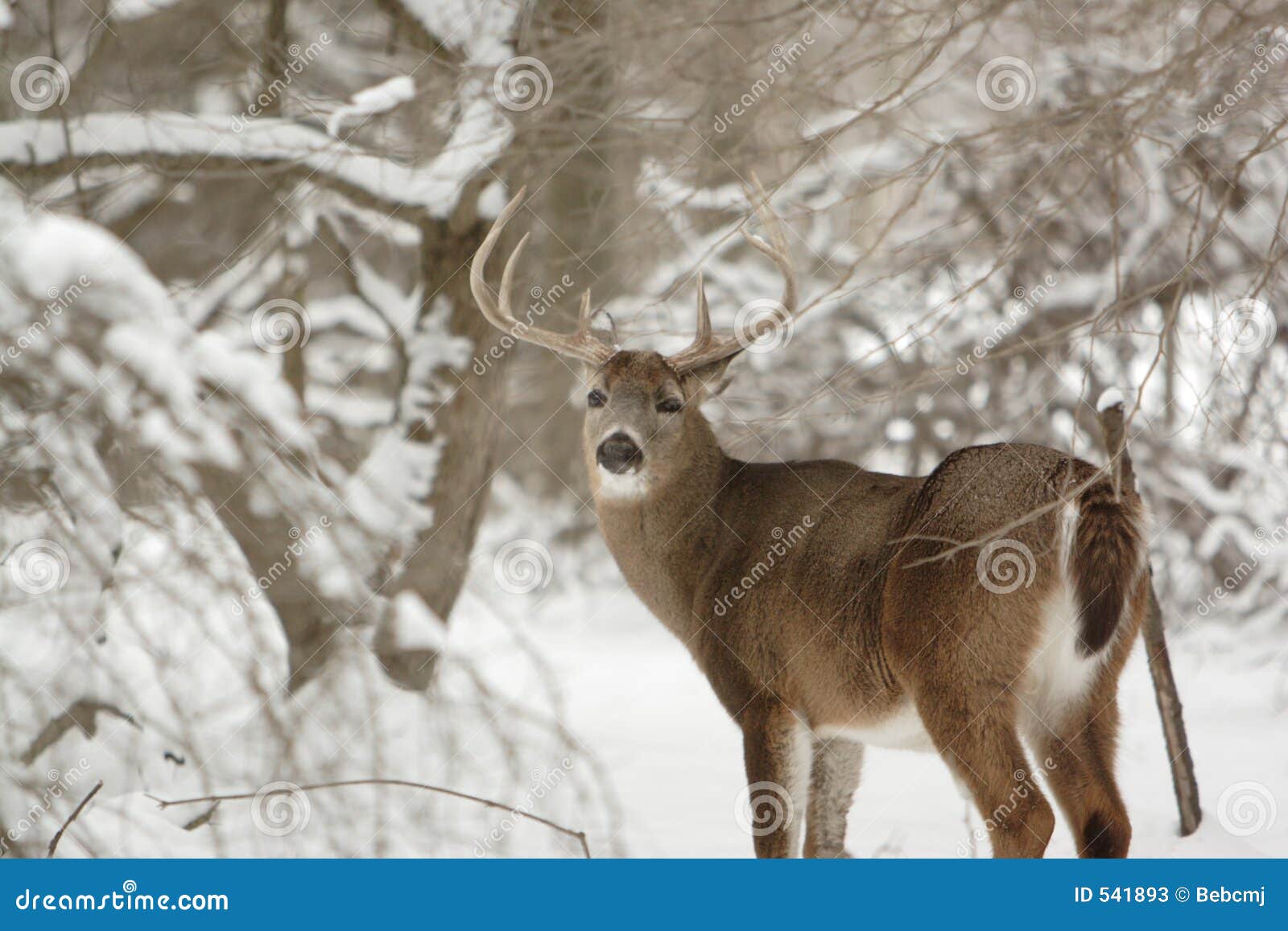 Whitetail Buck Deer in the Snow Stock Image - Image of snow, wildlife ...