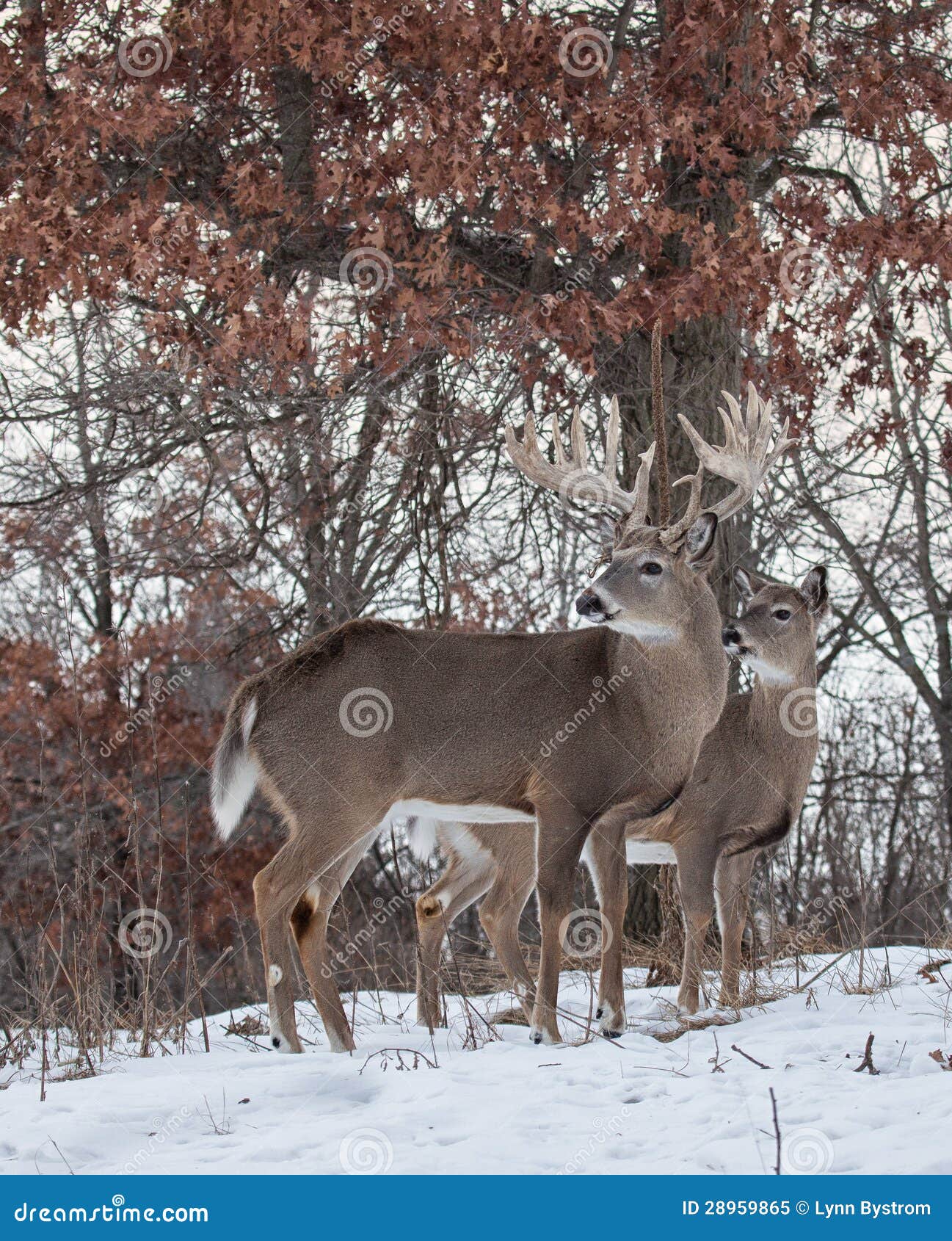 Whitetail buck with doe stock image. Image of outdoors - 28959865
