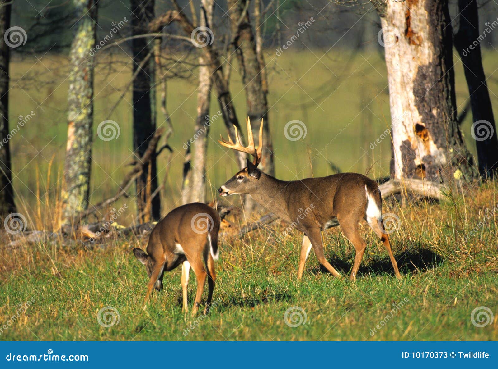 Whitetail Buck and Doe in Meadow Stock Image - Image of animal, trophy ...