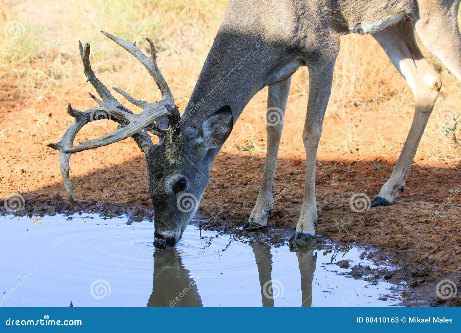 Whitetail Buck Drinking Water Stock Image - Image of antlers, animal ...