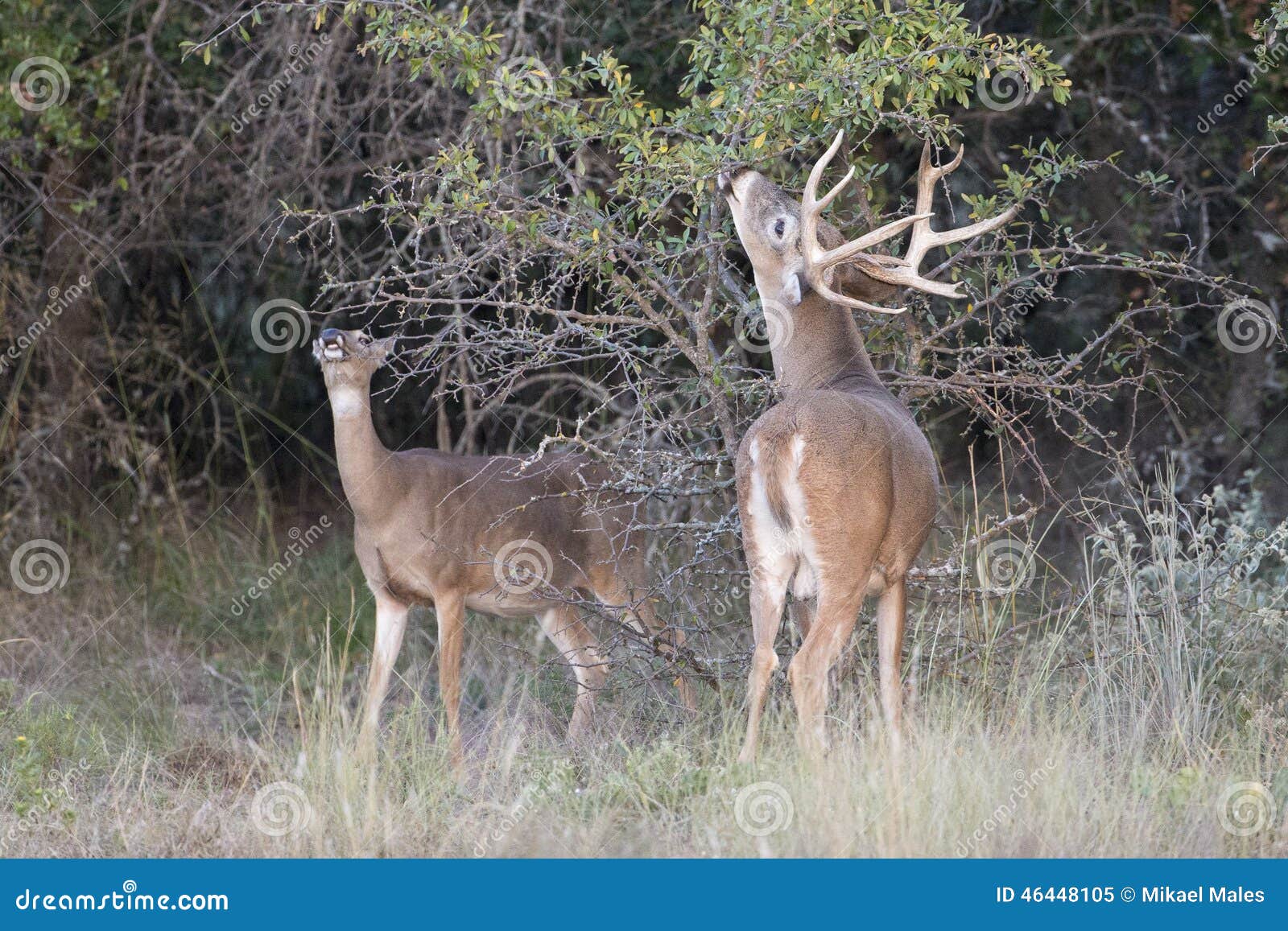 Whitetail Buck Eating Browse from Trees Stock Image - Image of animals ...