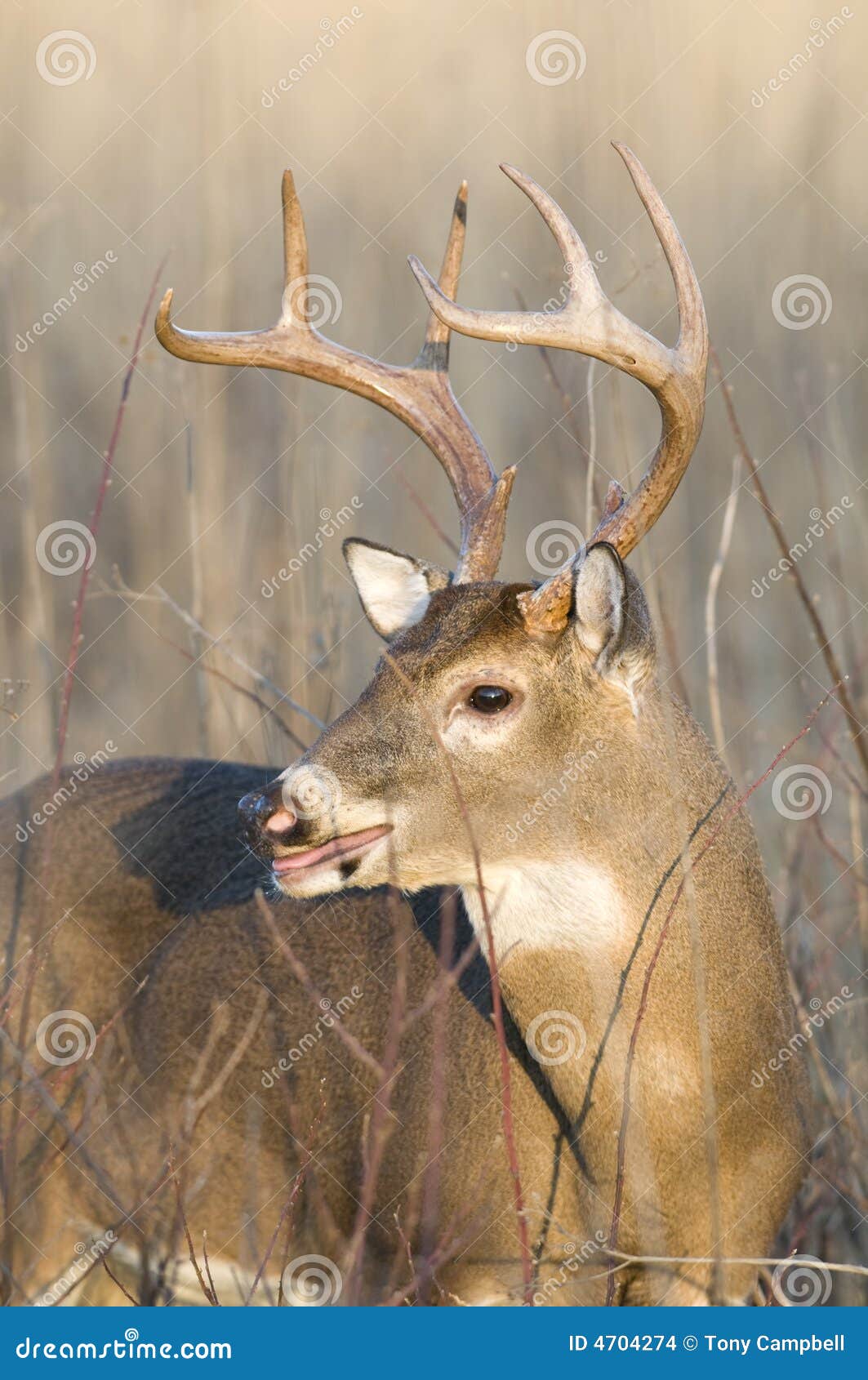 Whitetail Buck in Evening Light Stock Photo - Image of park, wildlife ...