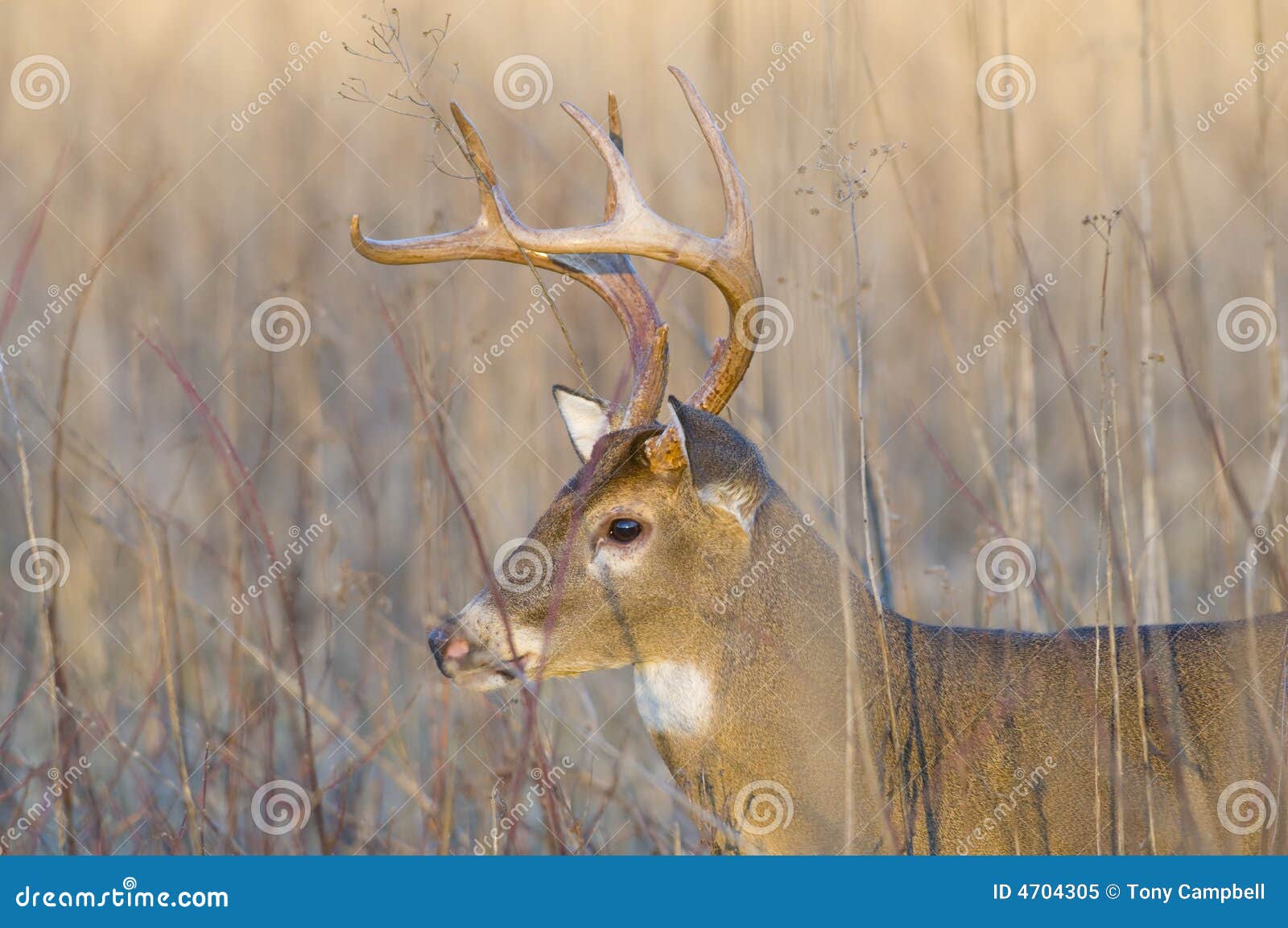 Whitetail Buck In Evening Light Picture. Image: 4704305