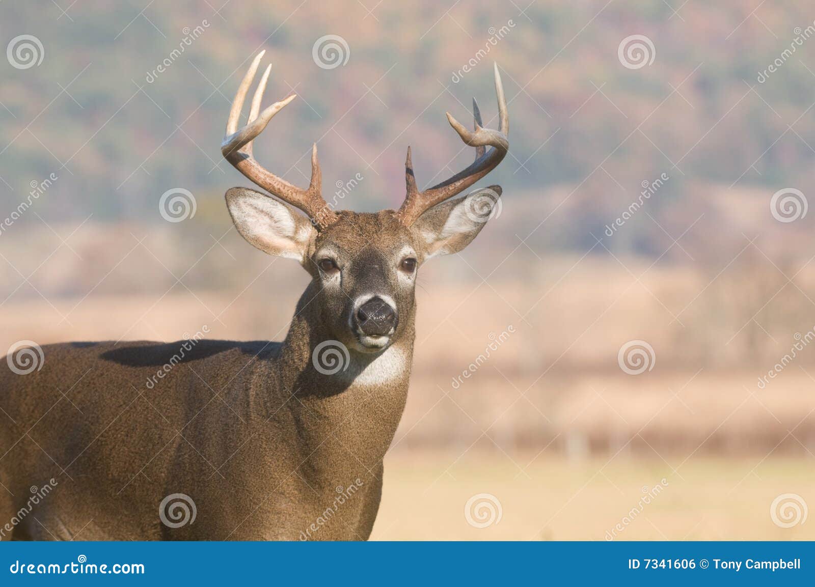 Whitetail Buck and Fall Colors Stock Photo - Image of fall, animal: 7341606