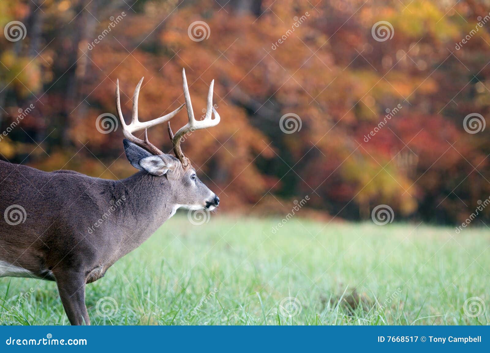 Whitetail Buck and Fall Colors Stock Image - Image of hunting, meadow ...